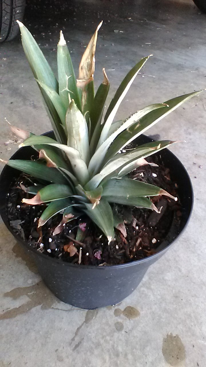 Increase Folder Size Outlook 2007 Yahoo How To Grow A Pineapple Increase Folder Size Outlook 2007 Yahoo How To Grow A Pineapple